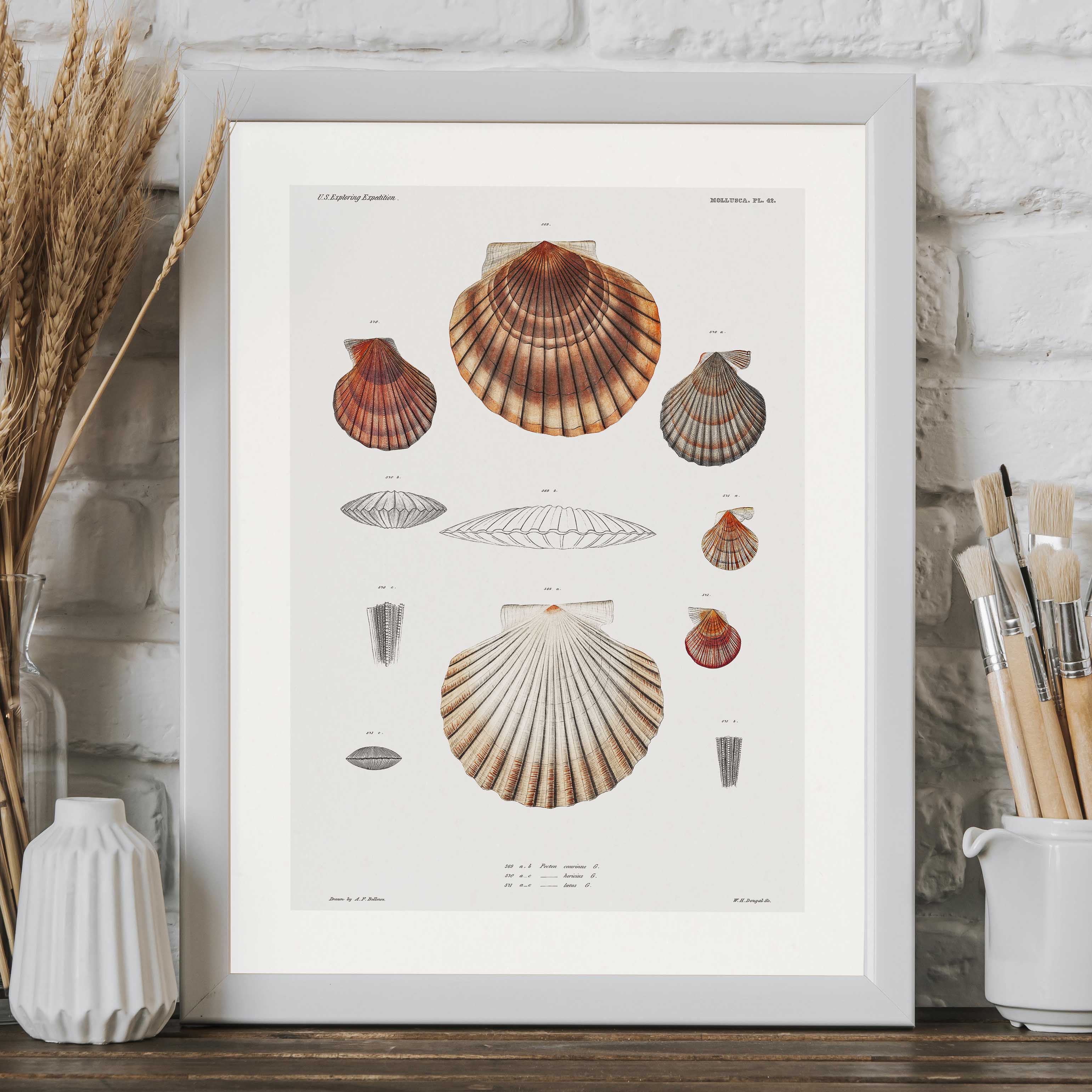 Augustus Addison Gould - Mollusca & Shells No.3 – The Art of Walls