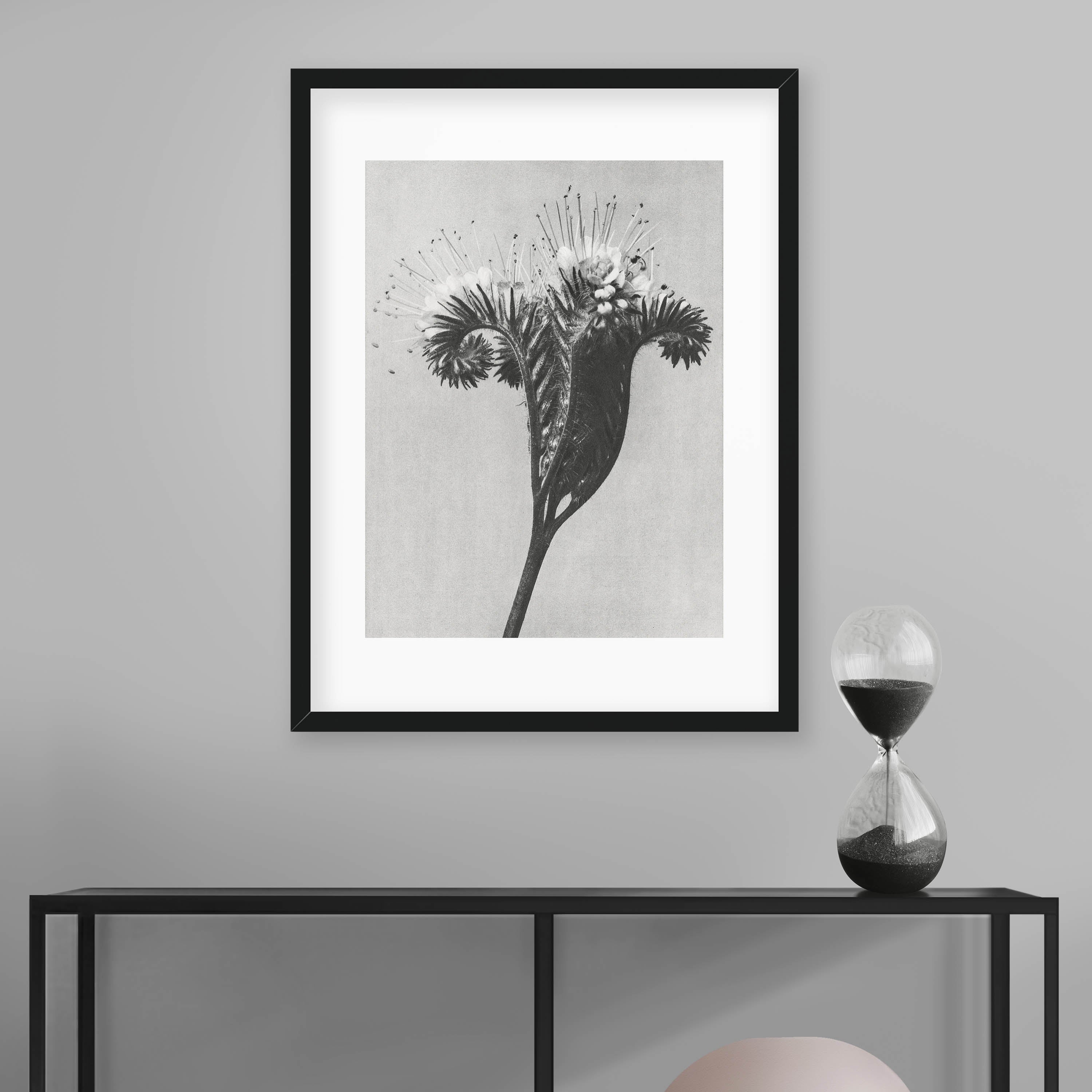Karl Blossfeldt – The Art of Walls